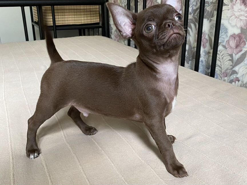 Щенки чихуахуа гладкошерстные кобби мини