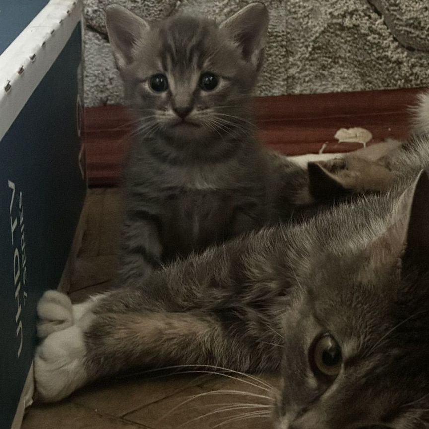 Котёнок в добрые руки