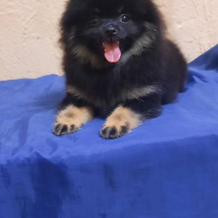 Девчушка шпиц