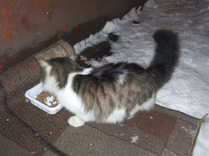 Сибирский кот пропадает на улице