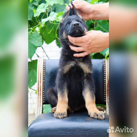 Крупные щенки немецкой овчарки
