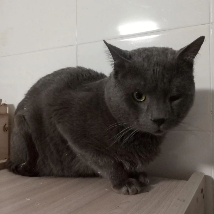 Кошки в добрые руки