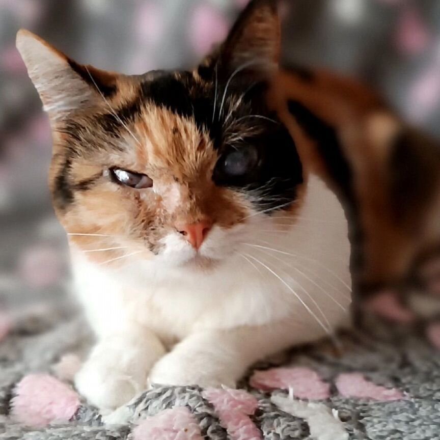 Кошка Маруся