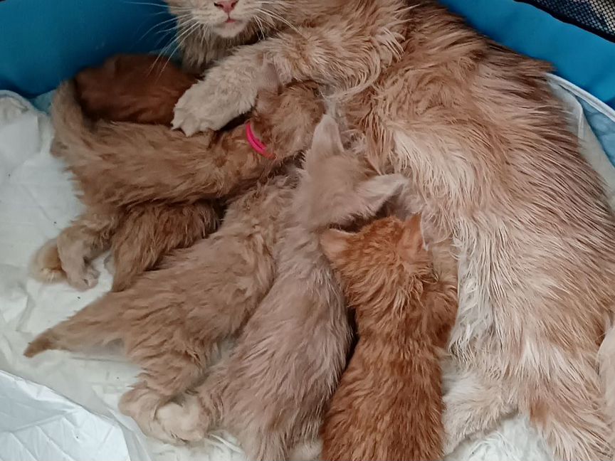 Котята мейн-кун