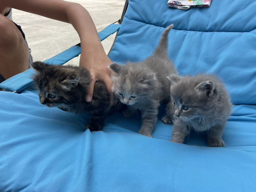 Котята бесплатно, привезем бесплатно кмв