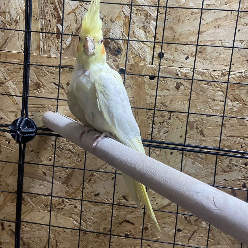 Попугай корелла