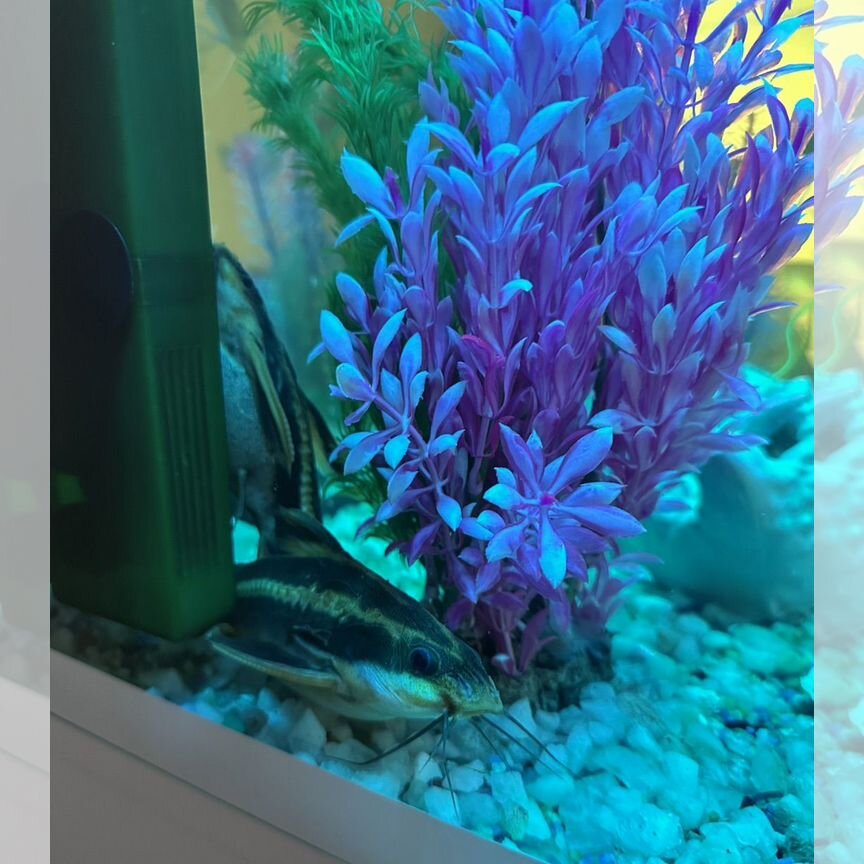 Сом платидорас