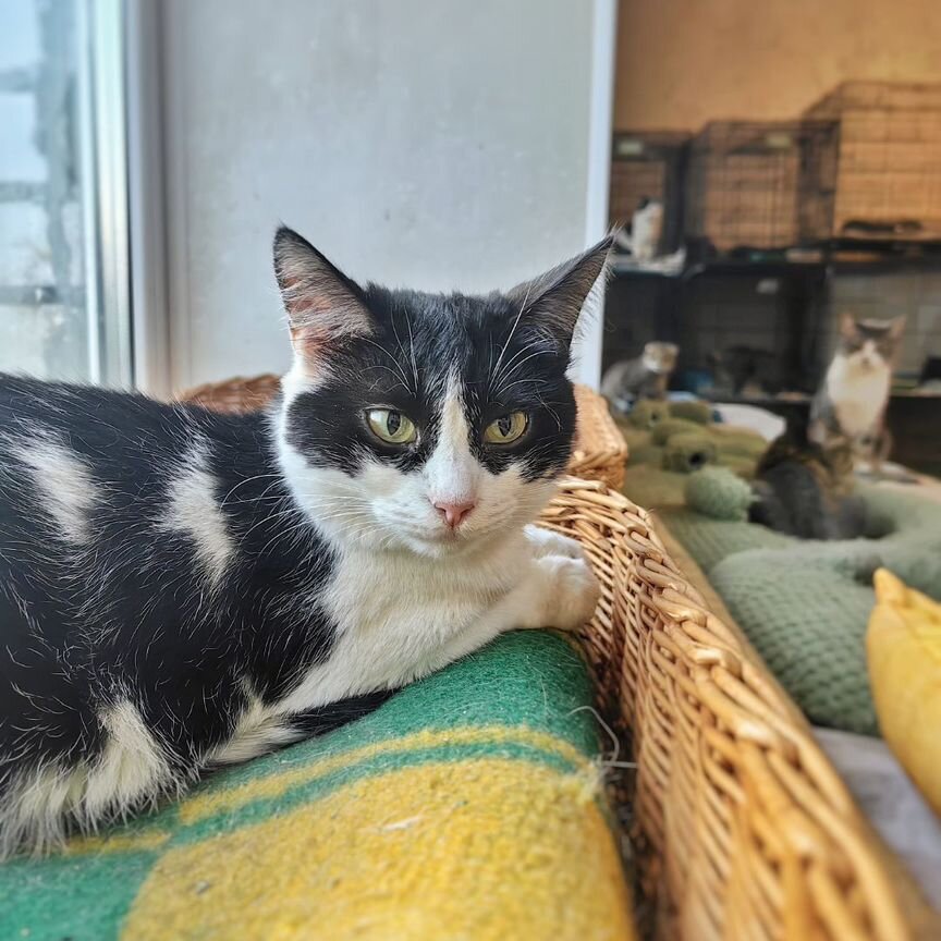 В добрые руки кошечка Машенька