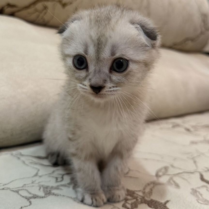 Шотландский вислоухий короткошёрстный котёнок