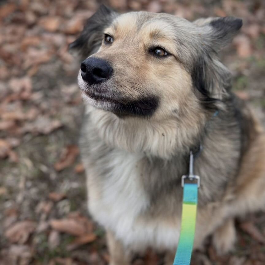 Собака в добрые руки