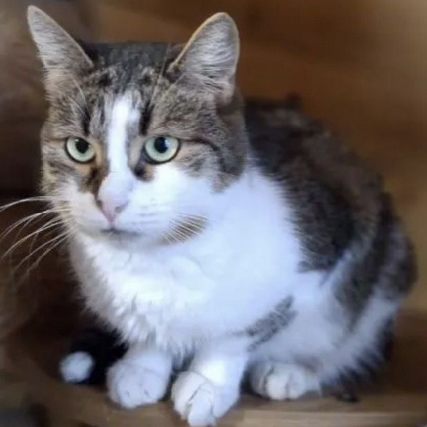 Помогите коту Хольсу стать домашним