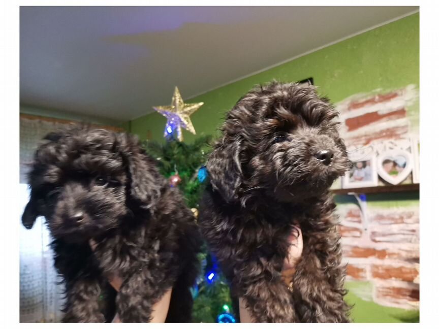 Мимимишки мальтипу