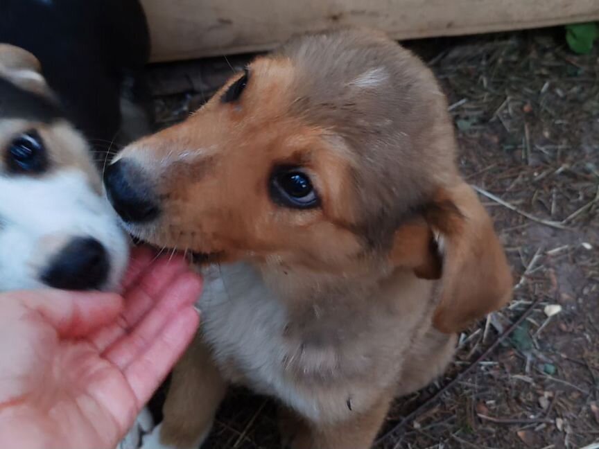 Собака в добрые руки отдам бесплатно