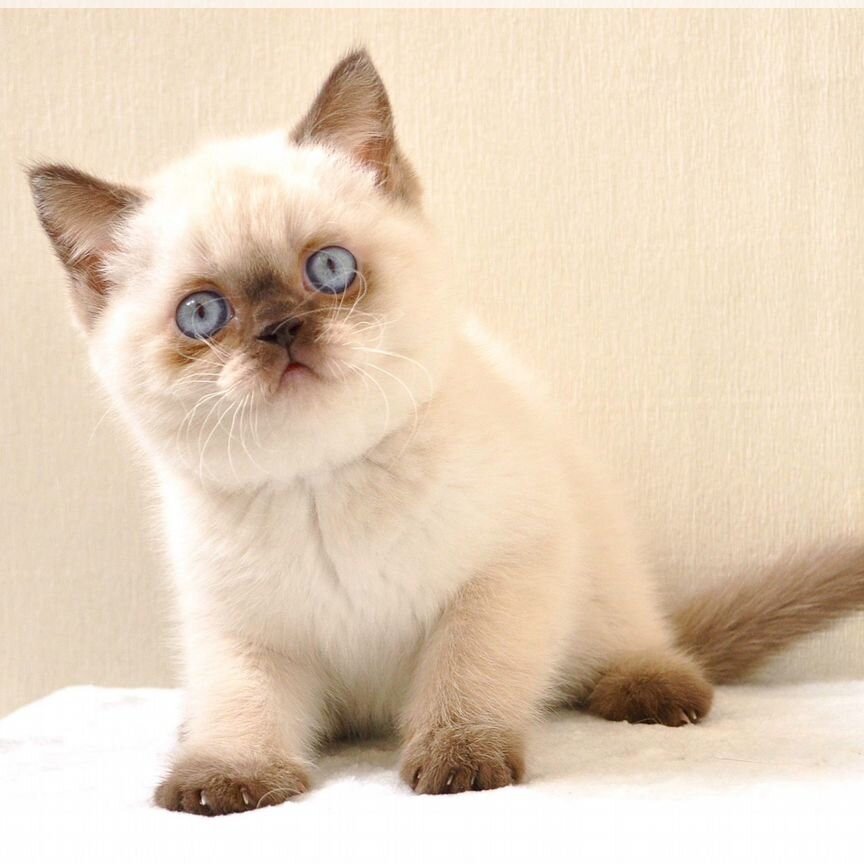 Британский короткошёрстный котёнок