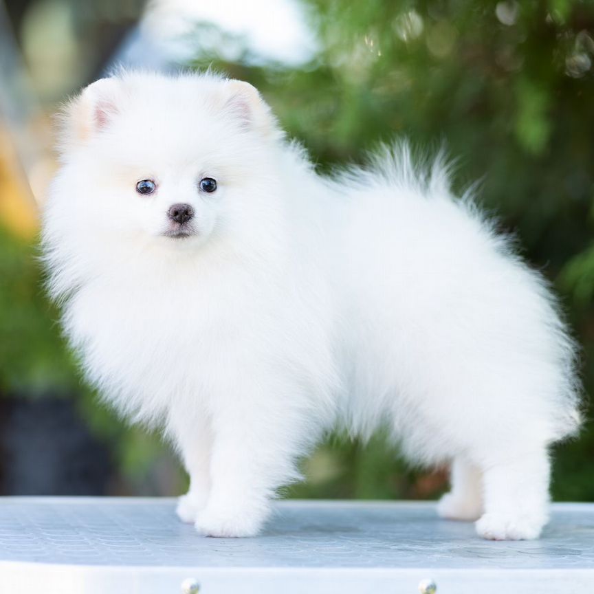 Щенок Малый шпиц