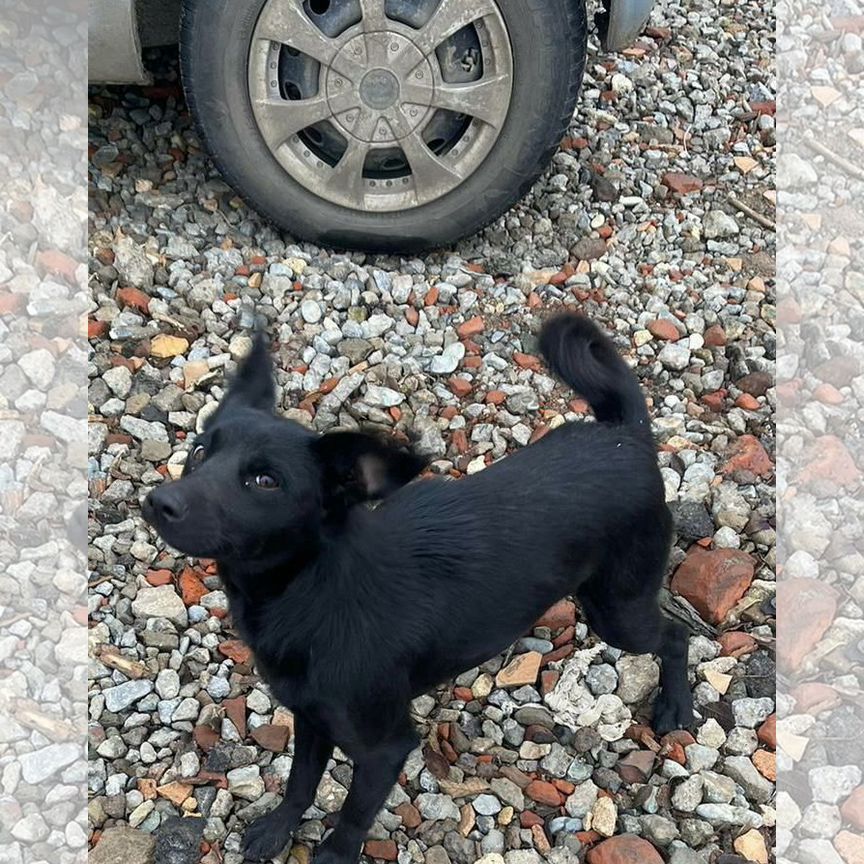 Взрослая собака в добрые руки