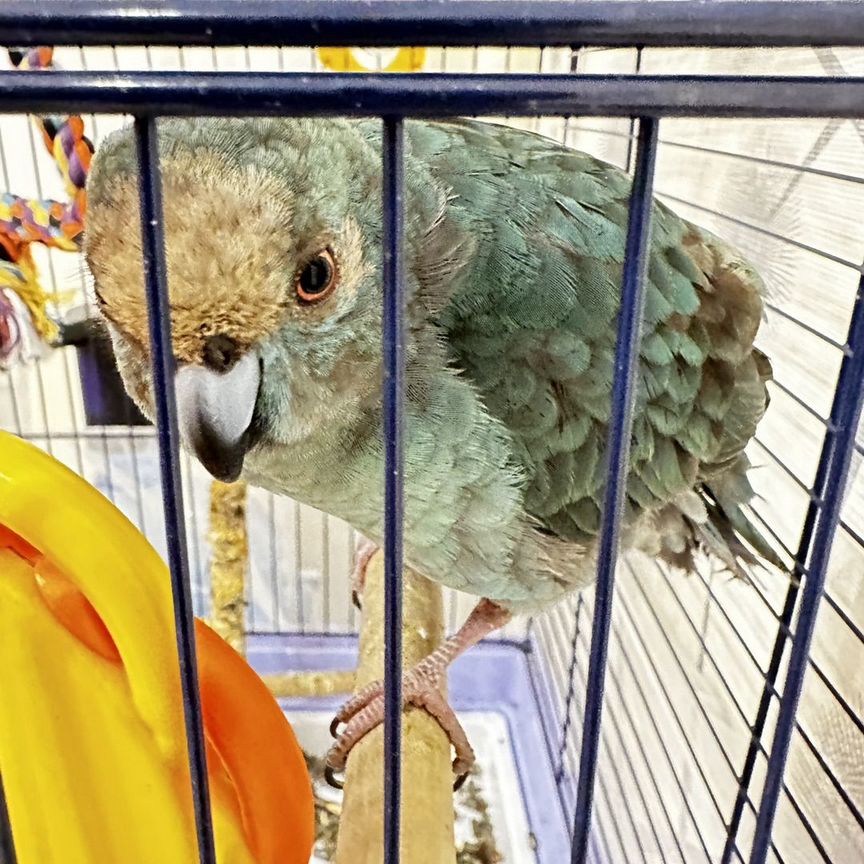 Новозеландский какарик