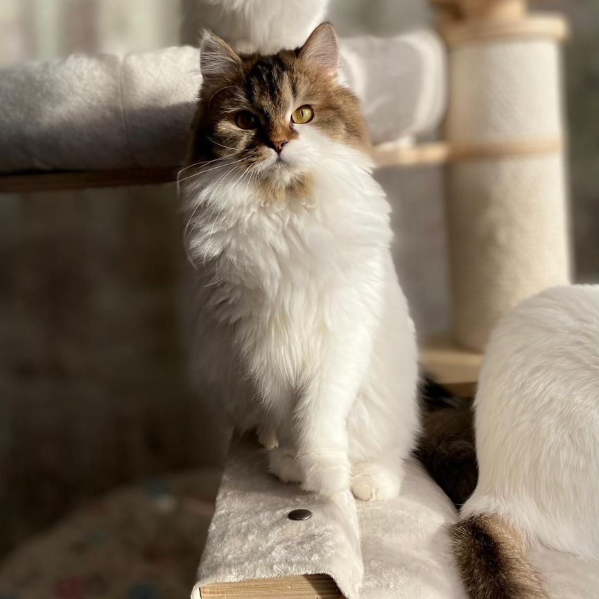 Шурочка в шубке