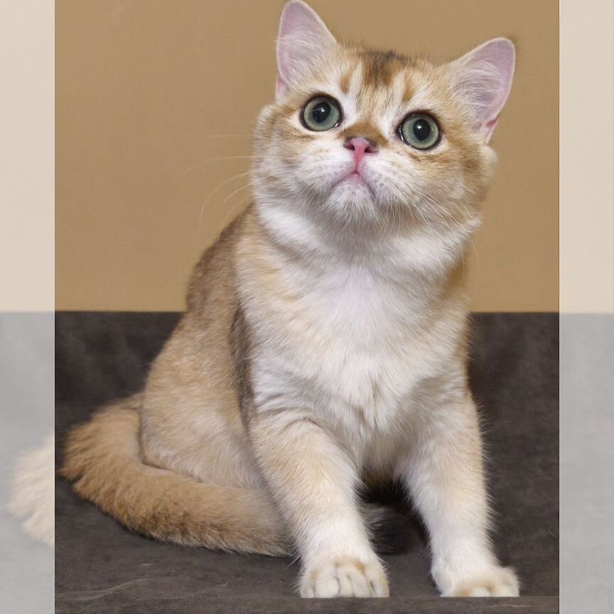 Шотландский прямоухий короткошёрстный котёнок