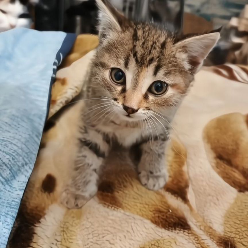 Сибирский котёнок