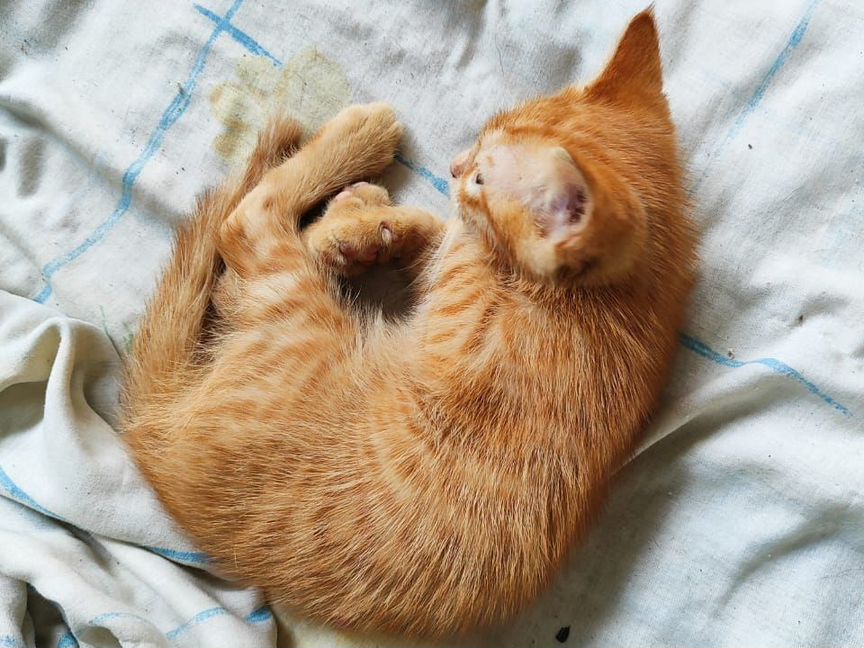 Отдам в добрые руки