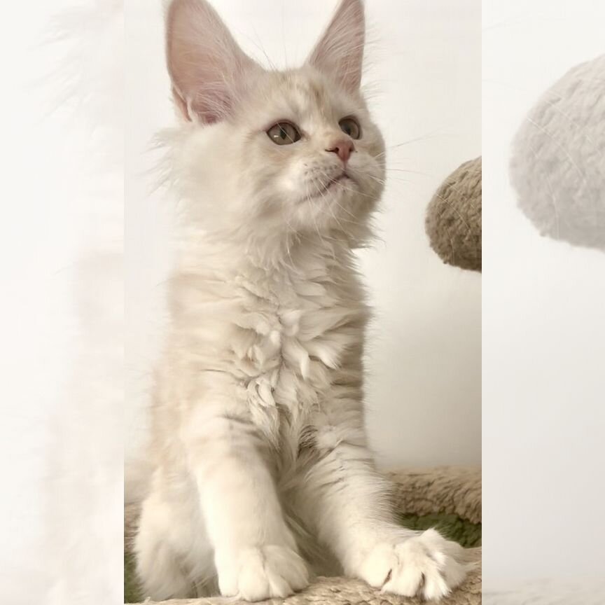Мейн-кун котёнок