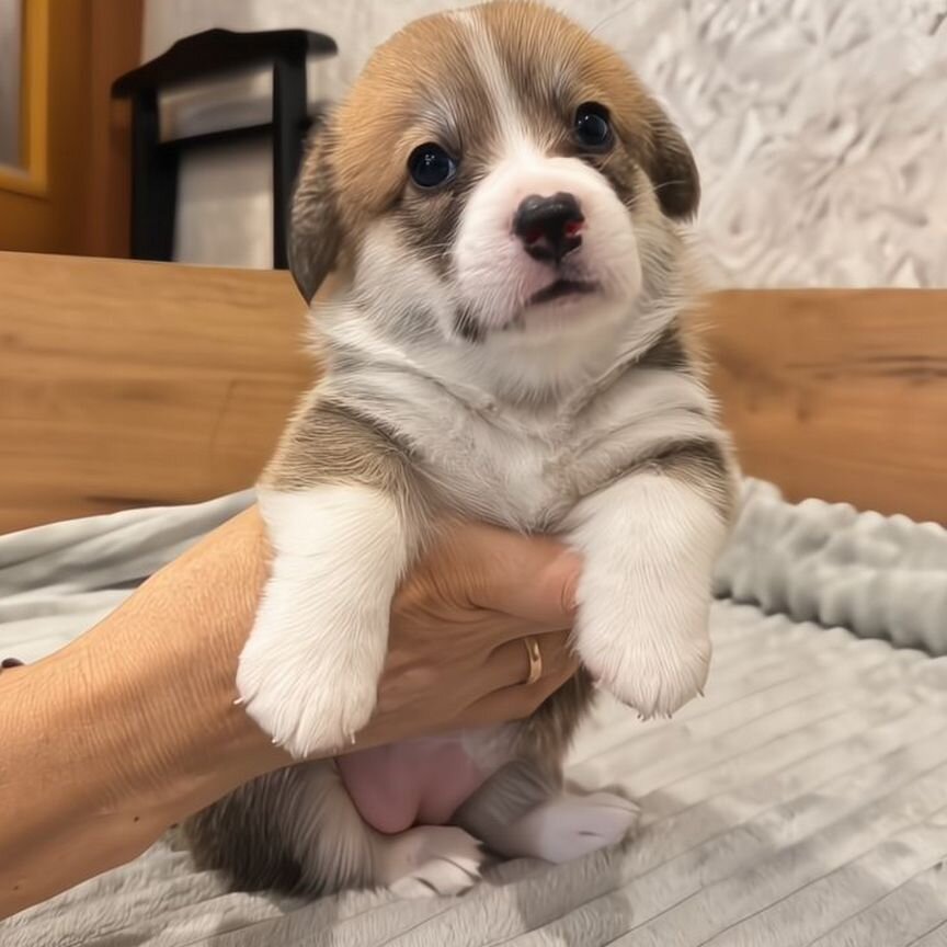 Вельш Корги Пемброк, щенок