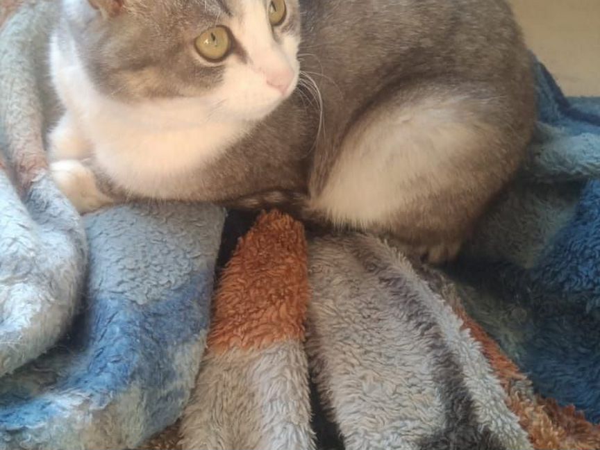 Кошка в добрые руки