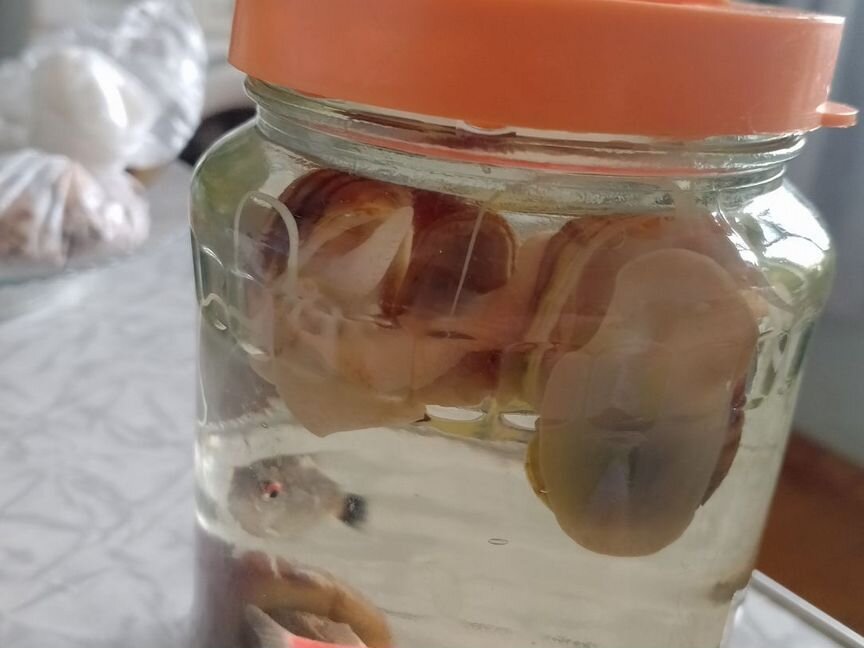 Улитки ампулярии