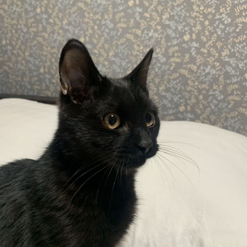 Котенок черный