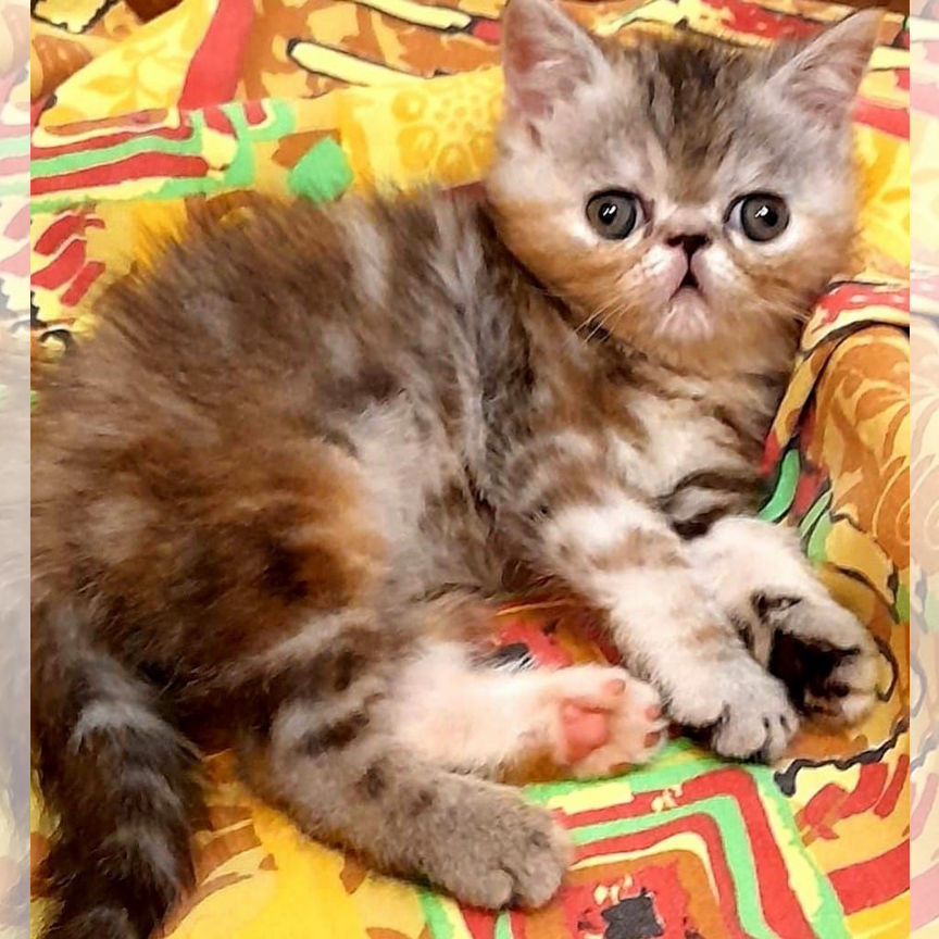 Экзотическая кошечка