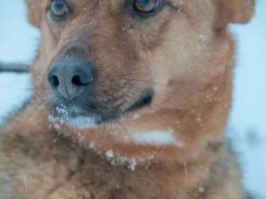 Нежнейшая Тина из Лесного приюта ждёт свою семью