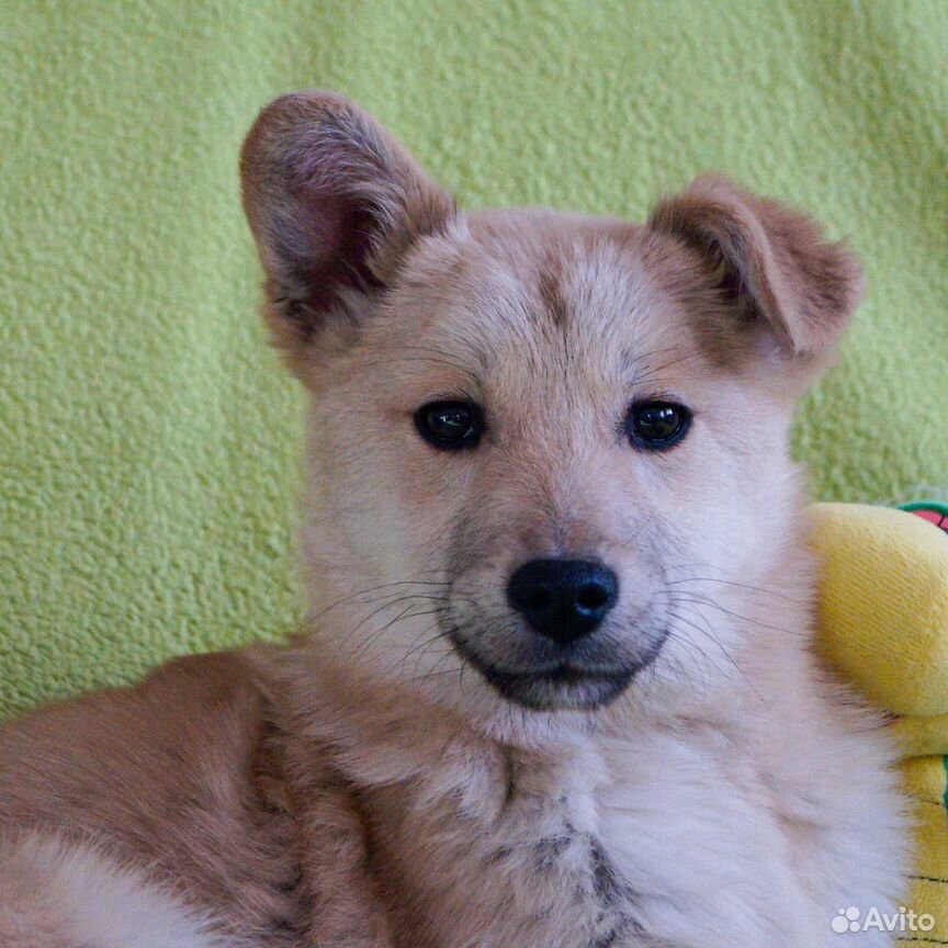 Щенок Бакс в добрые руки