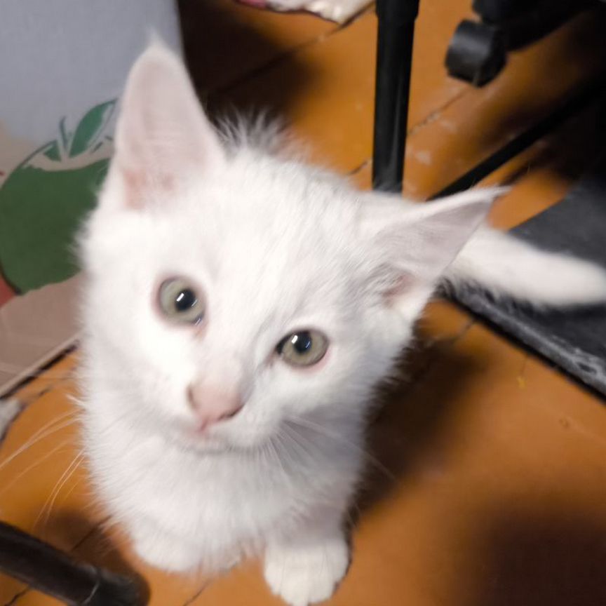 Турецкий ван котёнок