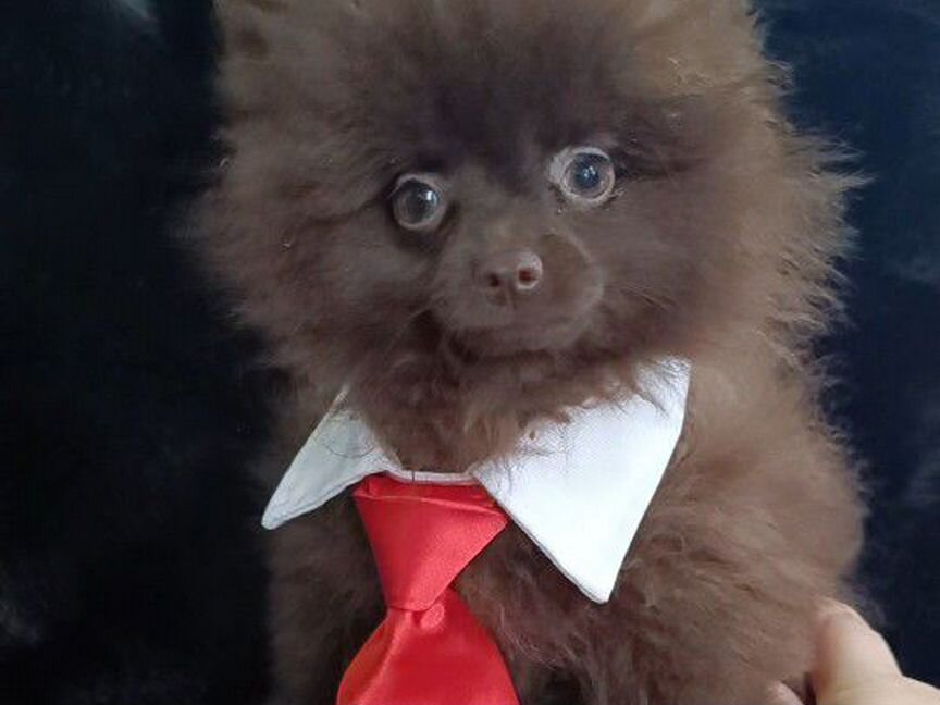 Шпиц шоколадный мини мальчик