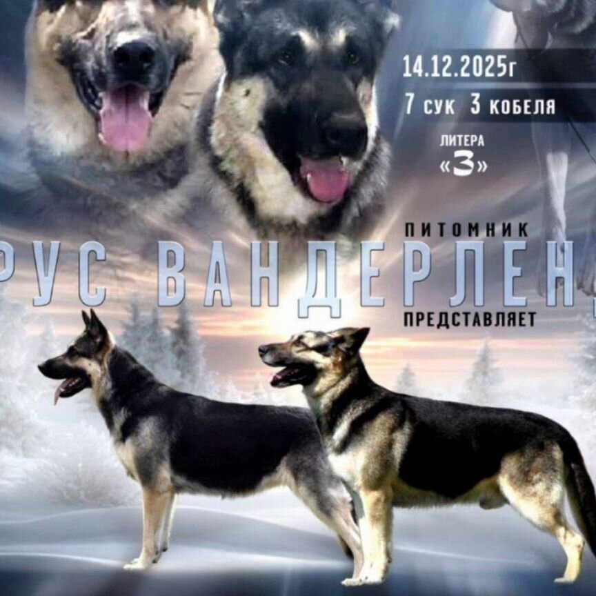 Восточноевропейская овчарка, щенок