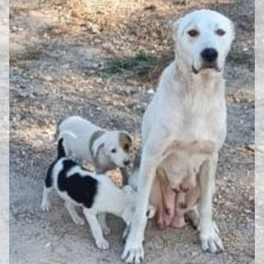 Щенки эксклюзивной породы