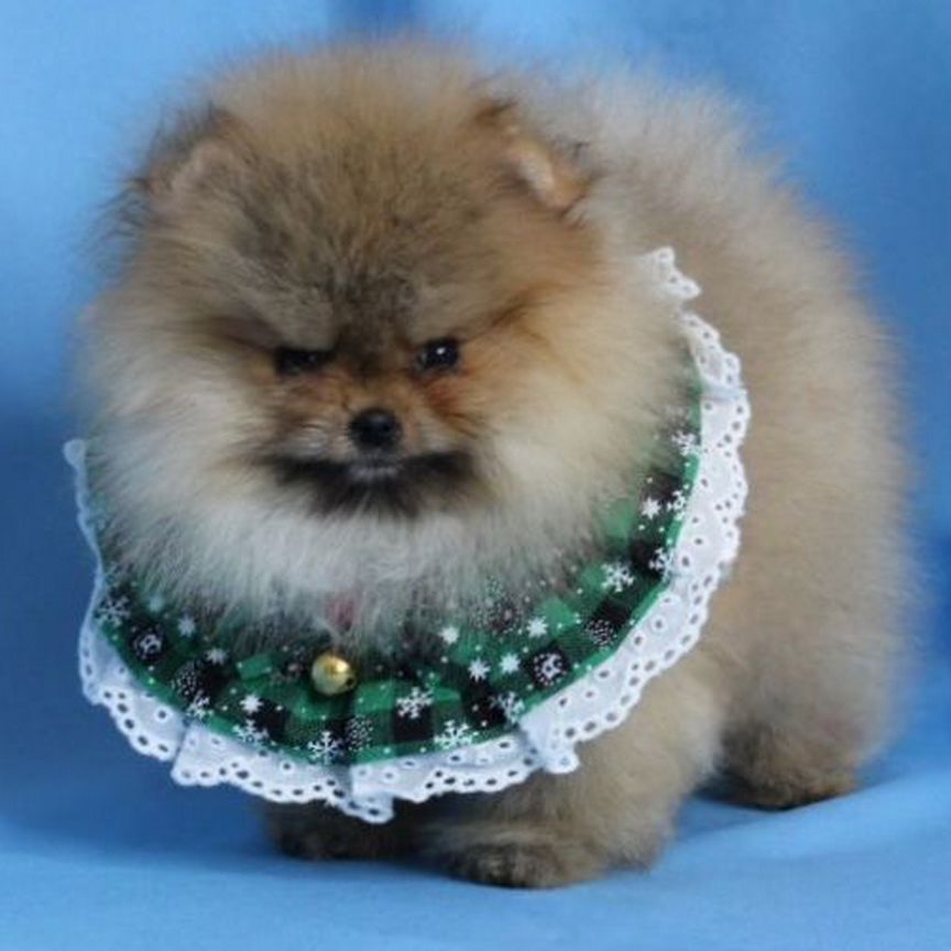 Померанский шпиц, щенок