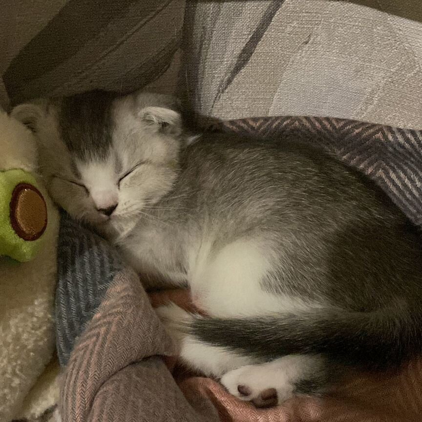 Продаю котёнка