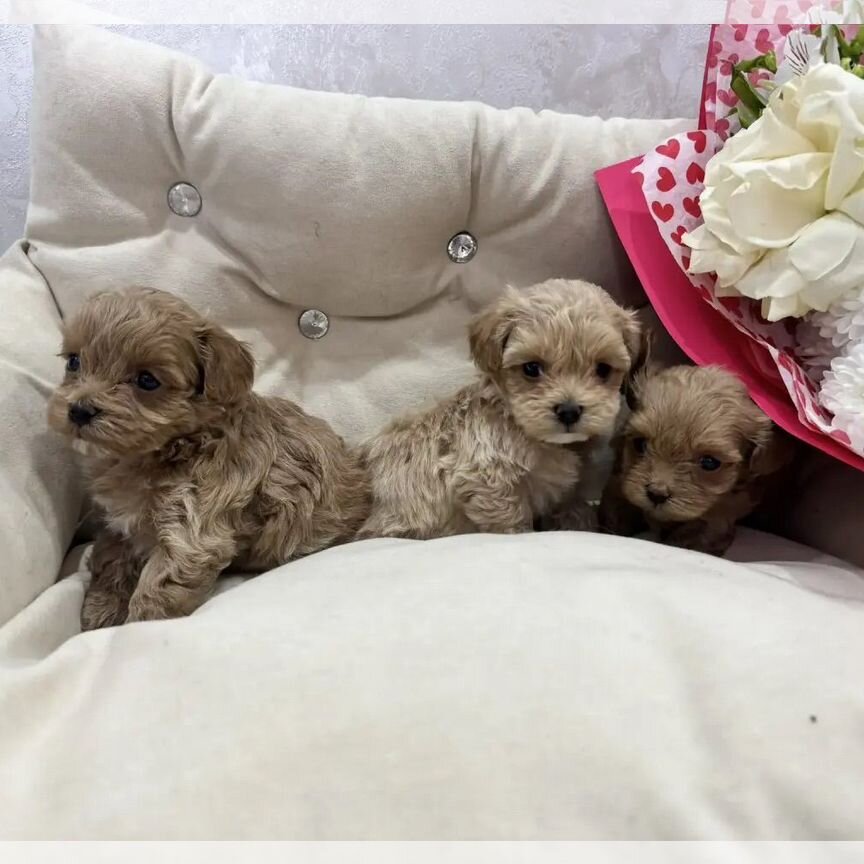 Мальтипу, щенок