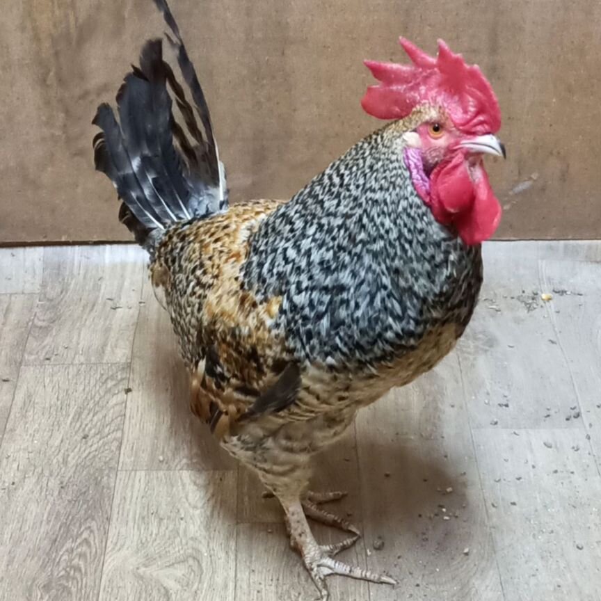 Инкубационное яйцо