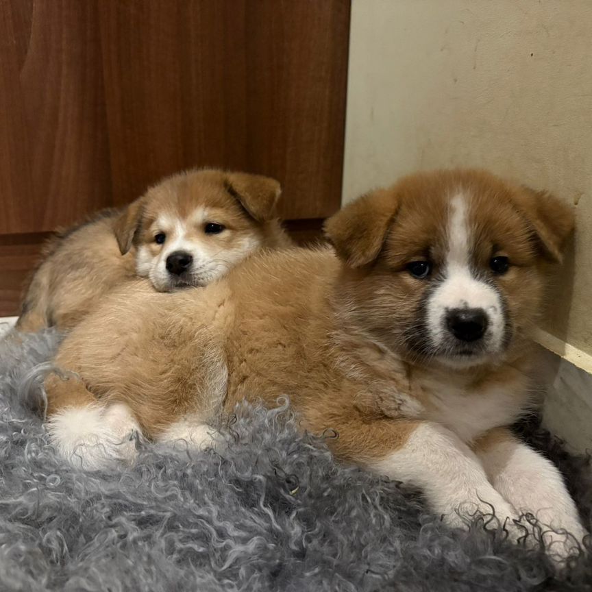 Щенок в добрые руки