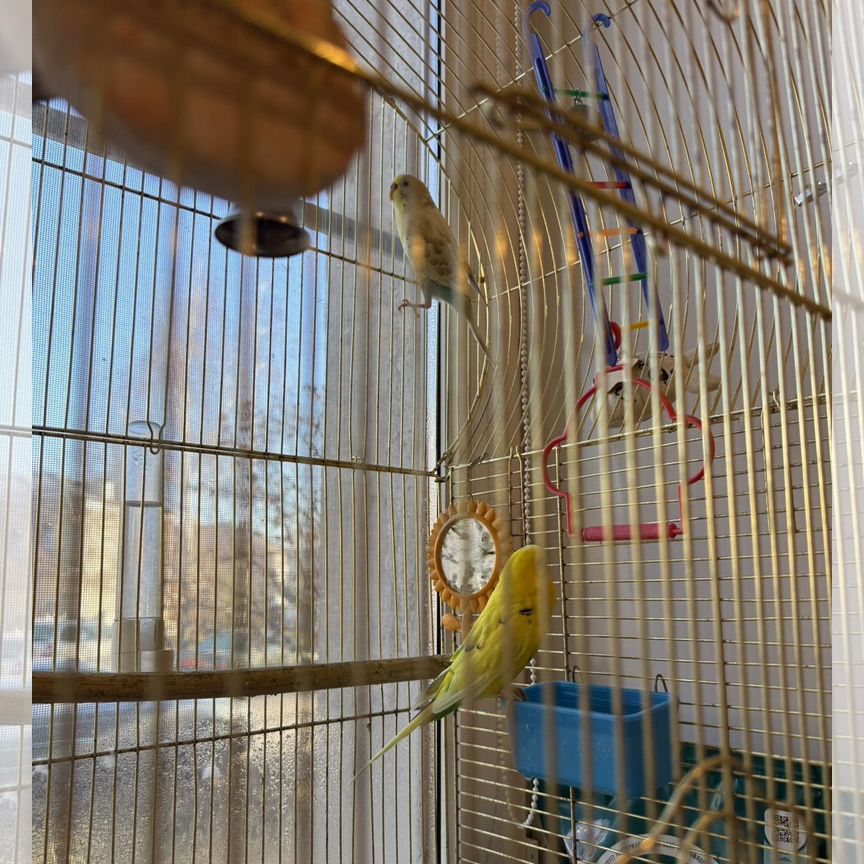 Волнистый попугай с клеткой