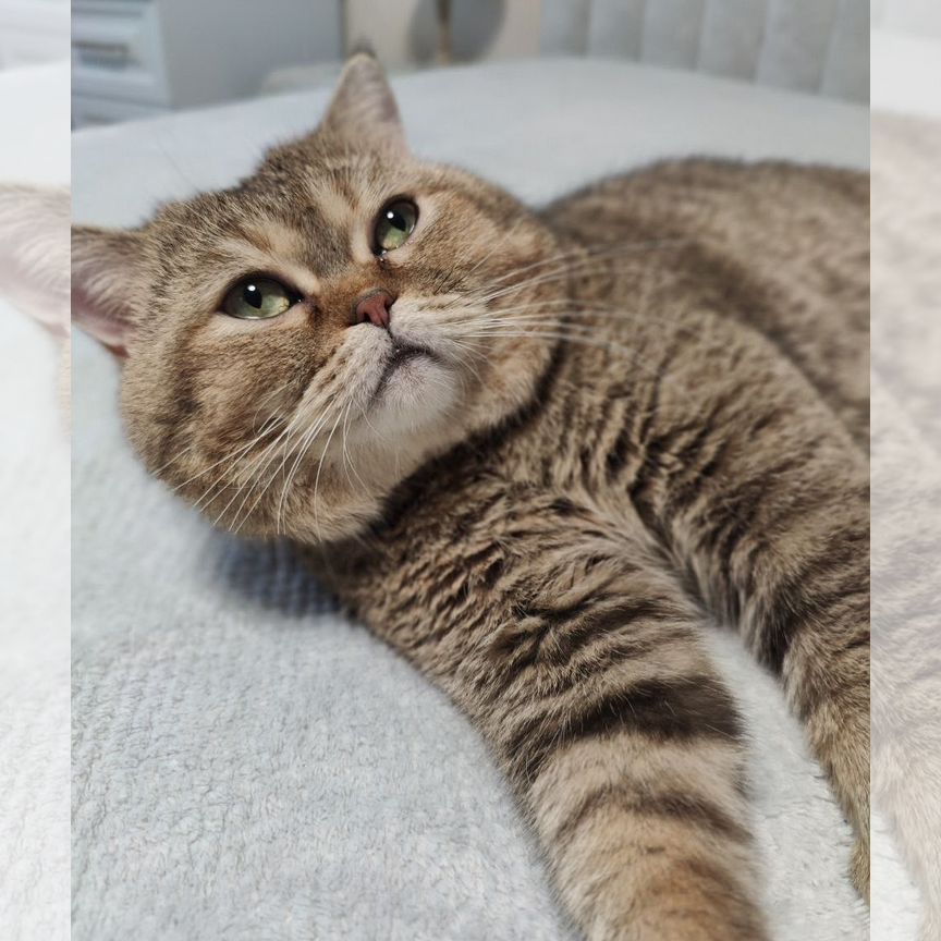 Шотландский вислоухий короткошёрстный, взрослый кот