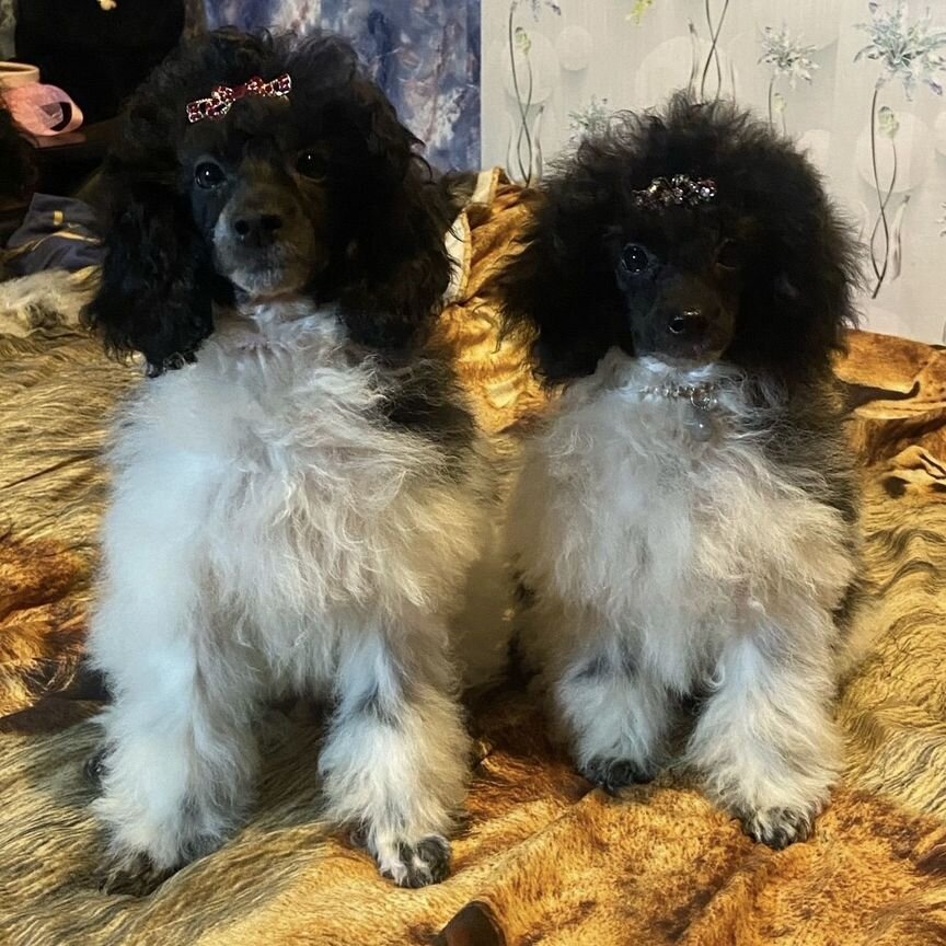 Две девочки принцессы