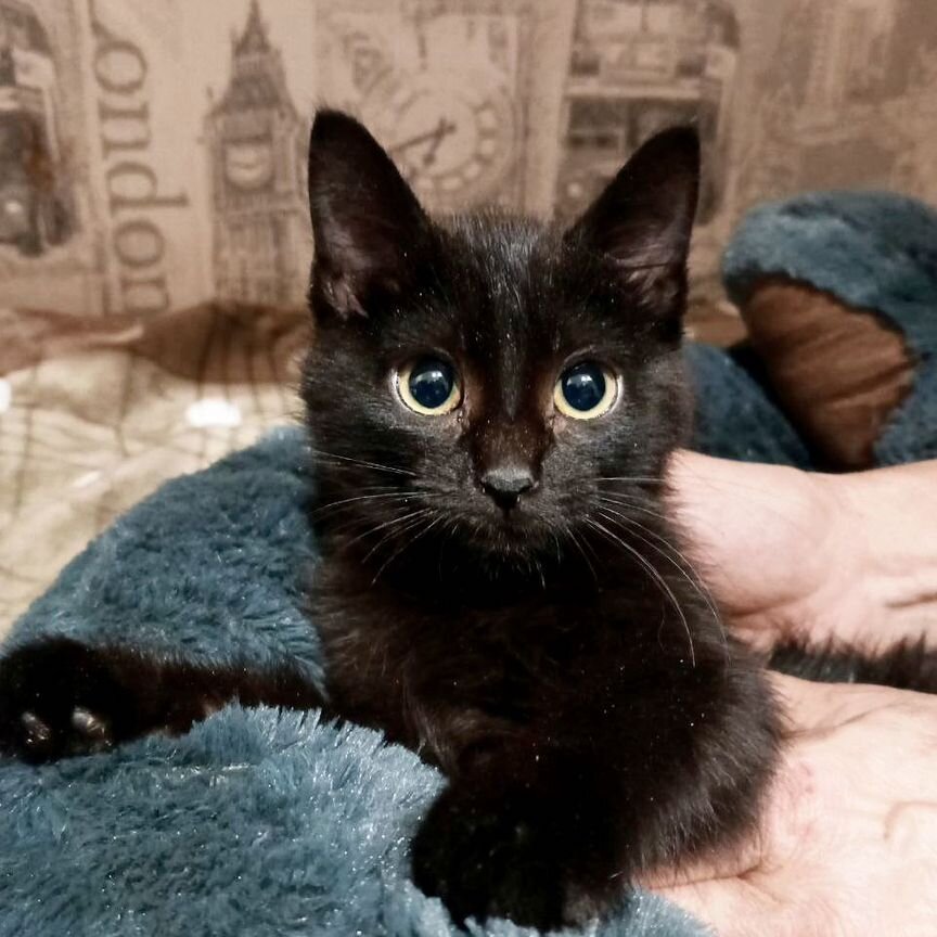 Котенок девочка 4 месяца черная
