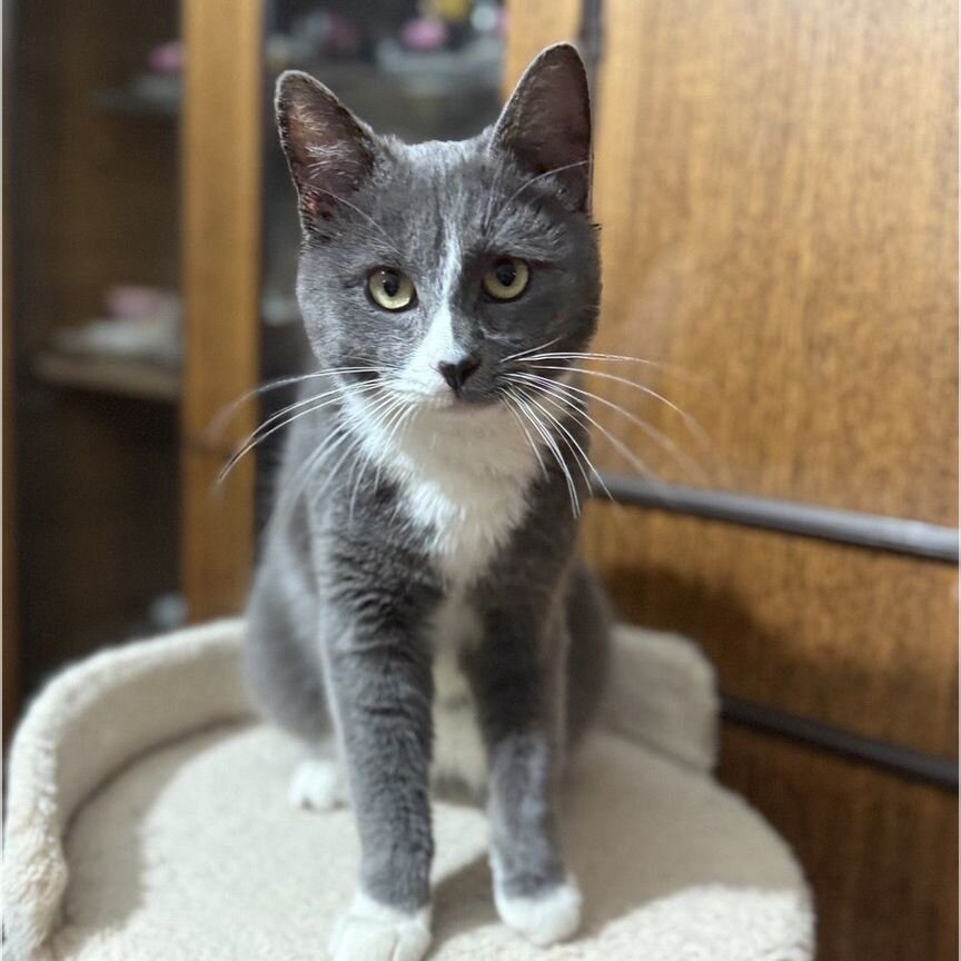 Взрослый кот в добрые руки