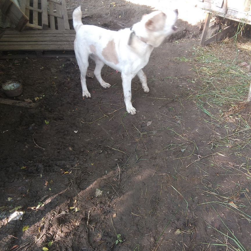 Вязка Алабая