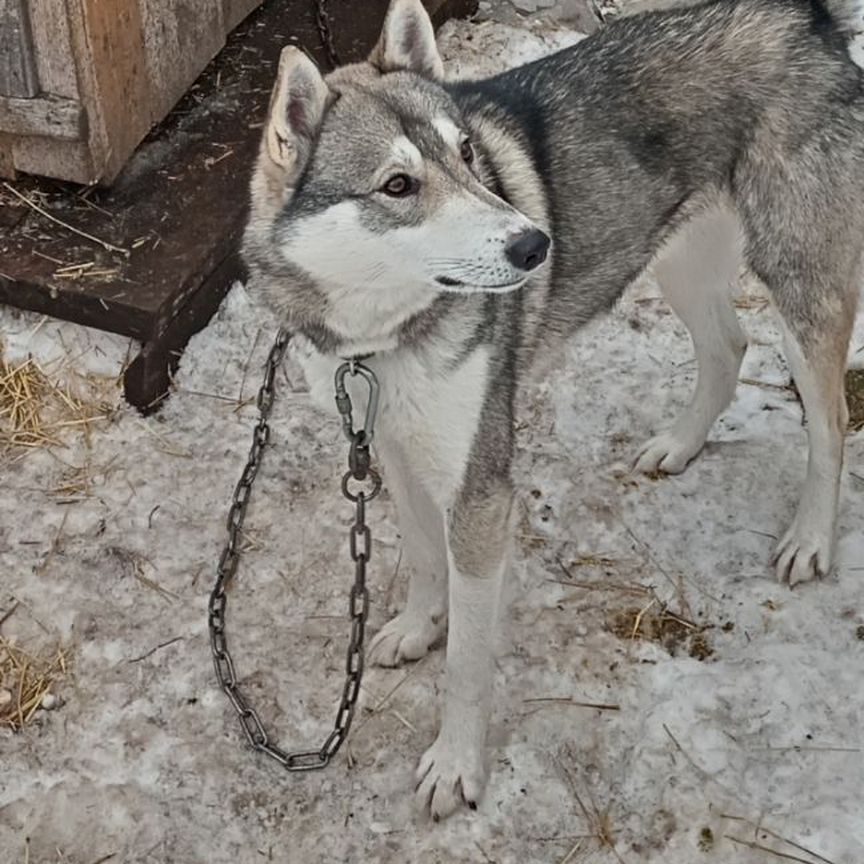 Западно сибирская лайка