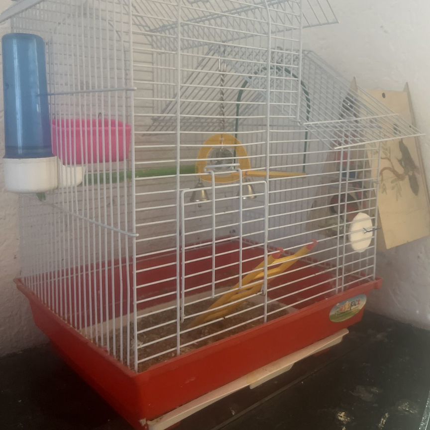 Попугай неразлучники с клеткой